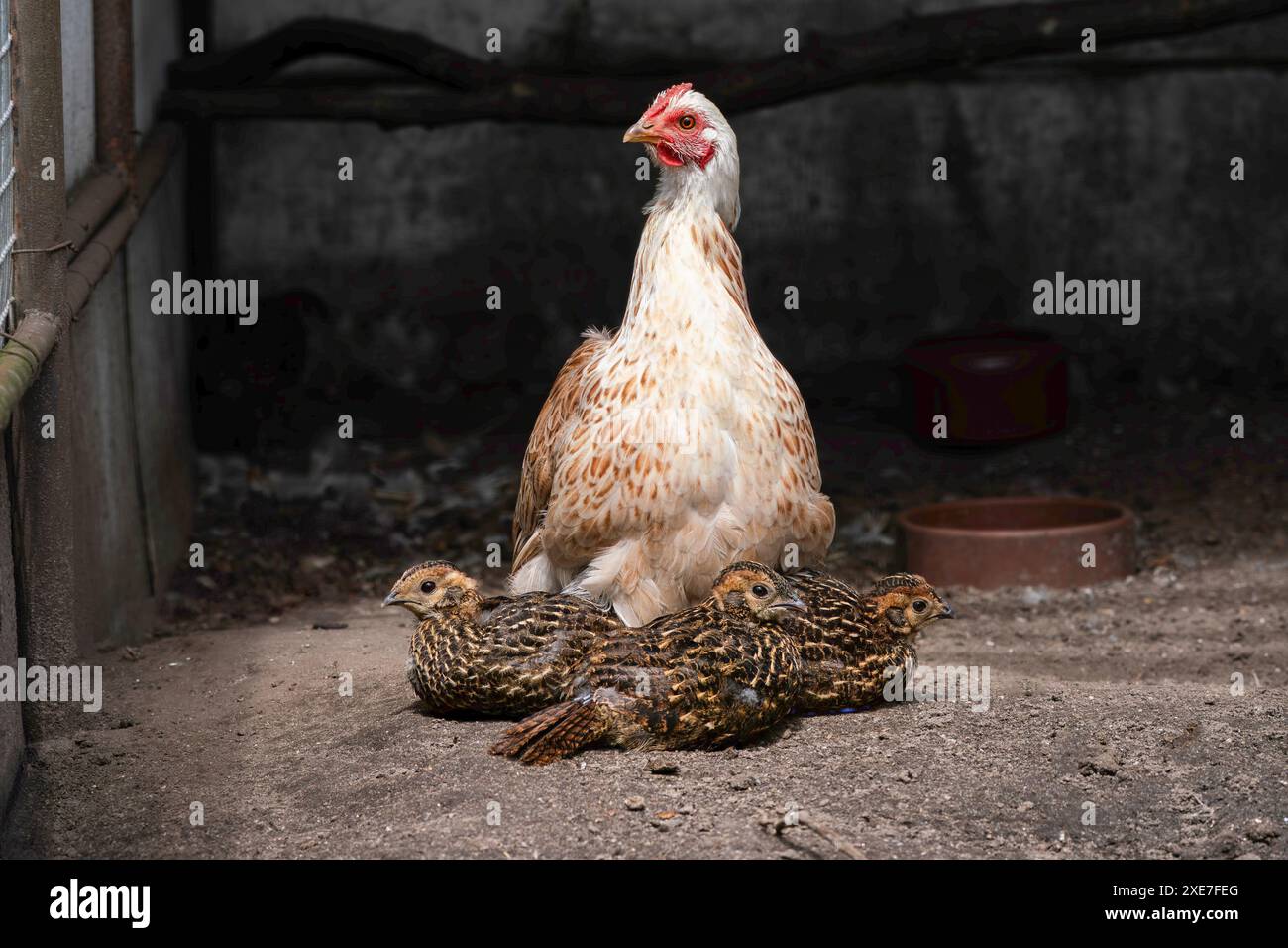 Belgium chicken hi-res stock photography and images - Alamy
