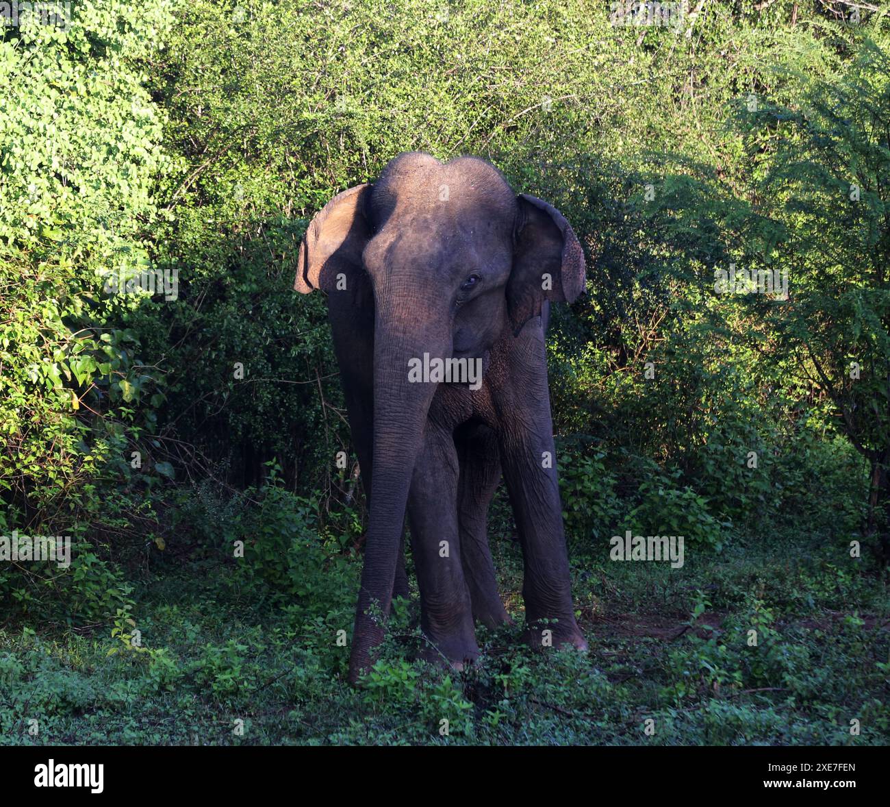 Asian elephant trunk end hi-res stock photography and images - Alamy