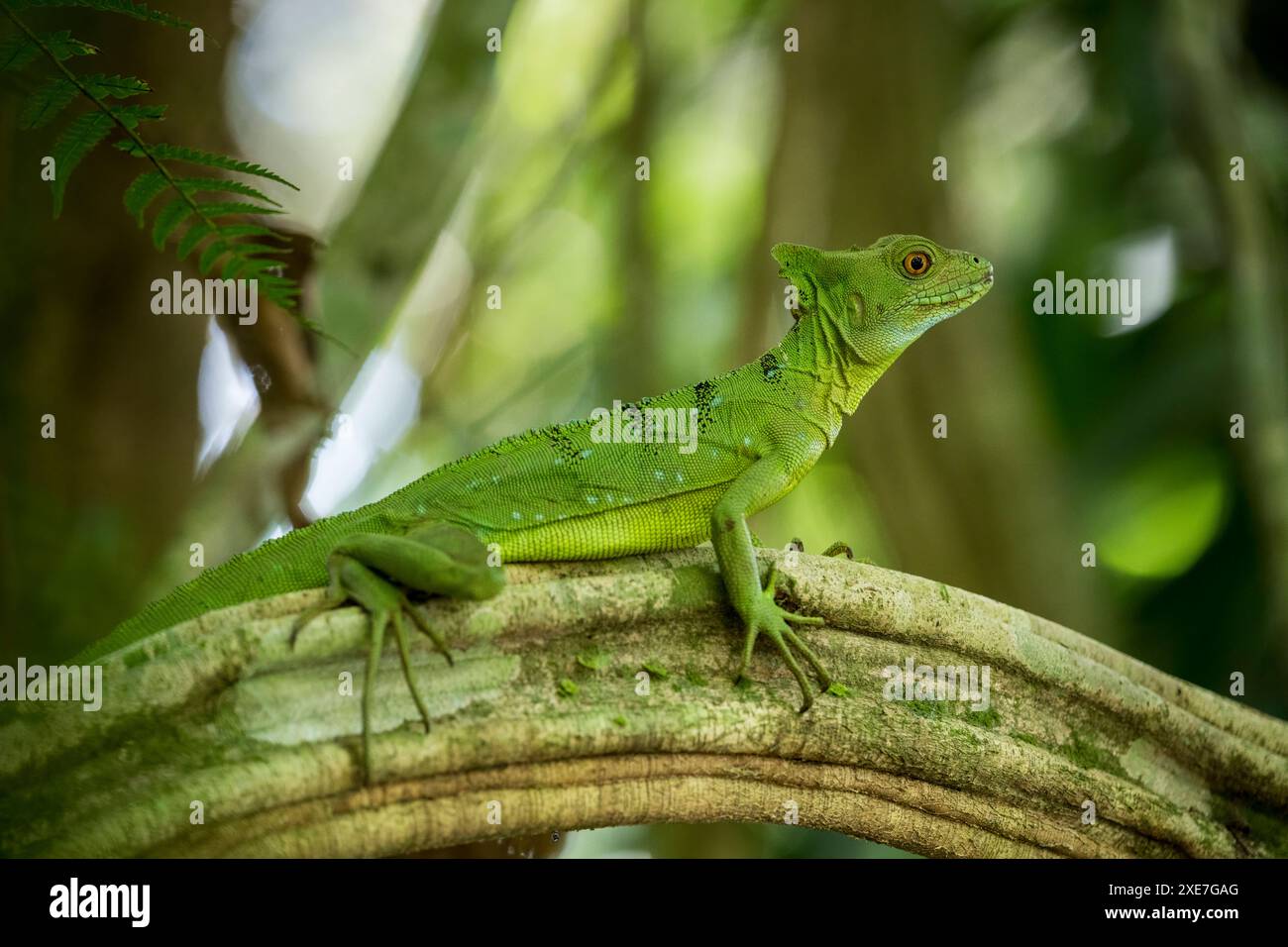 Jesus Christ Lizard Common Basilisk, Sarapiqui, Costa Rica, Central ...