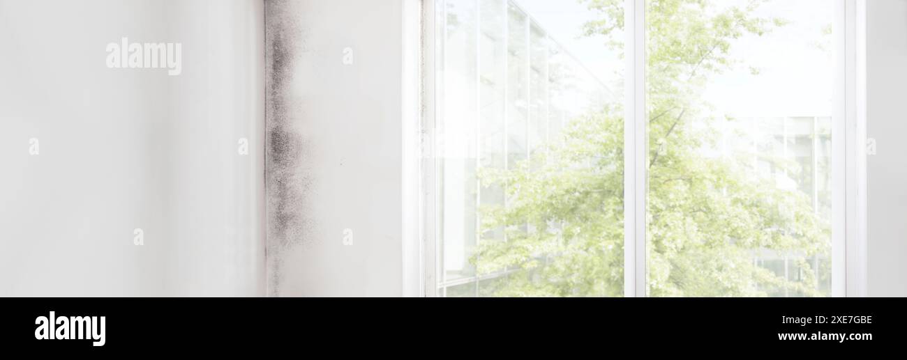 mold infestation in the corner of the wall near the large window that ...