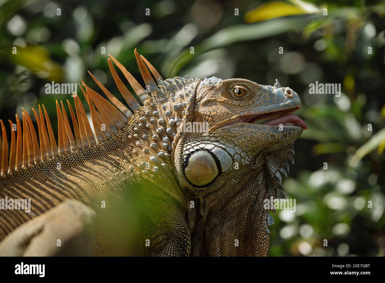 Green Iguana Iguana iguana, Alajuela Province, Costa Rica, Central ...