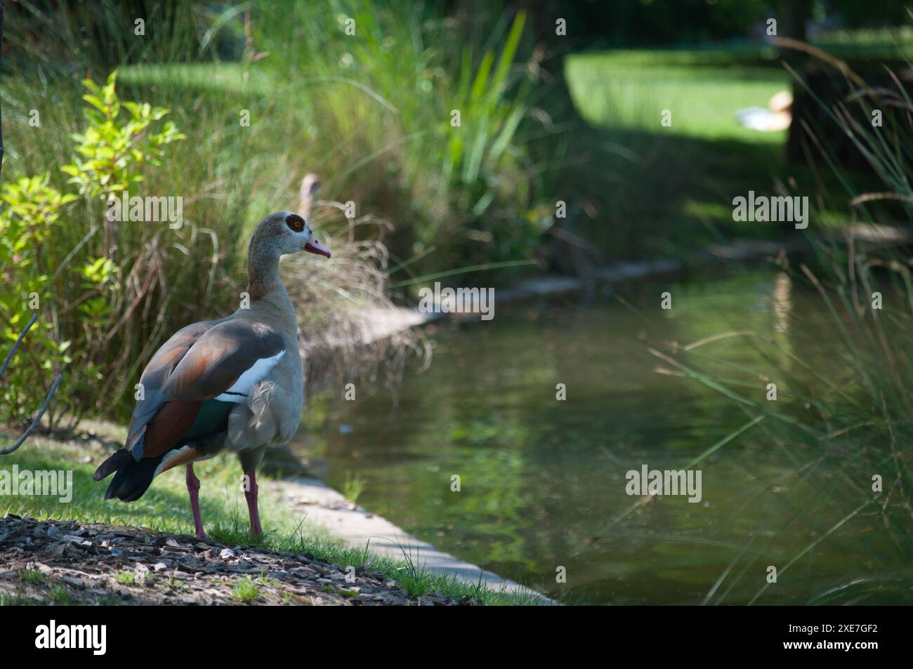 Ducks in the garden-Strasbourg Stock Photo - Alamy