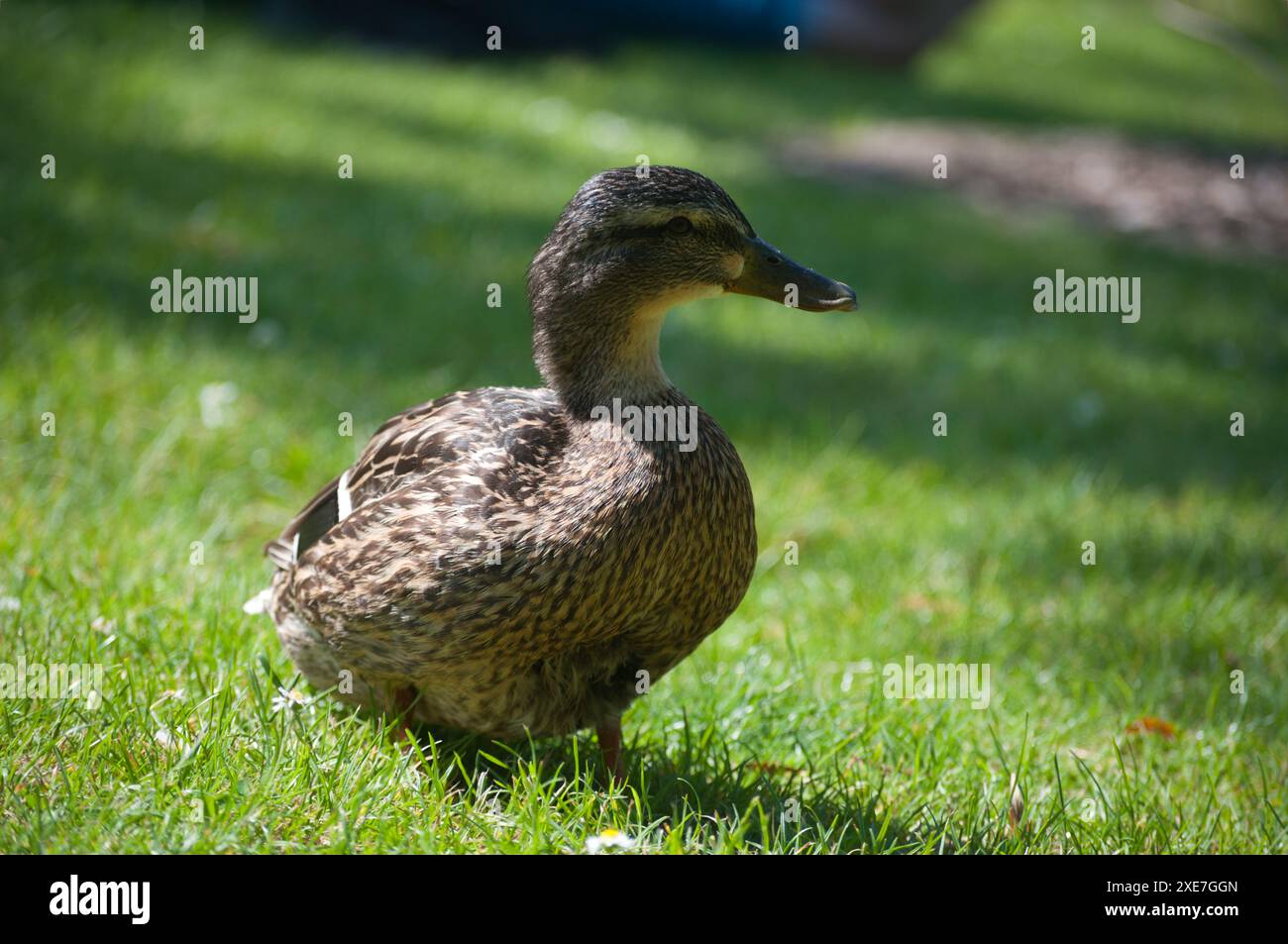 Ducks in the garden-Strasbourg Stock Photo - Alamy