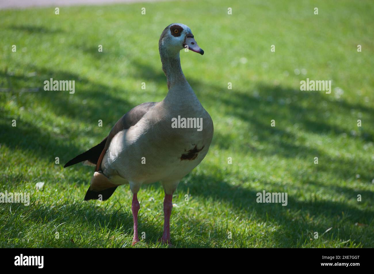 Summer day garden hi-res stock photography and images - Alamy