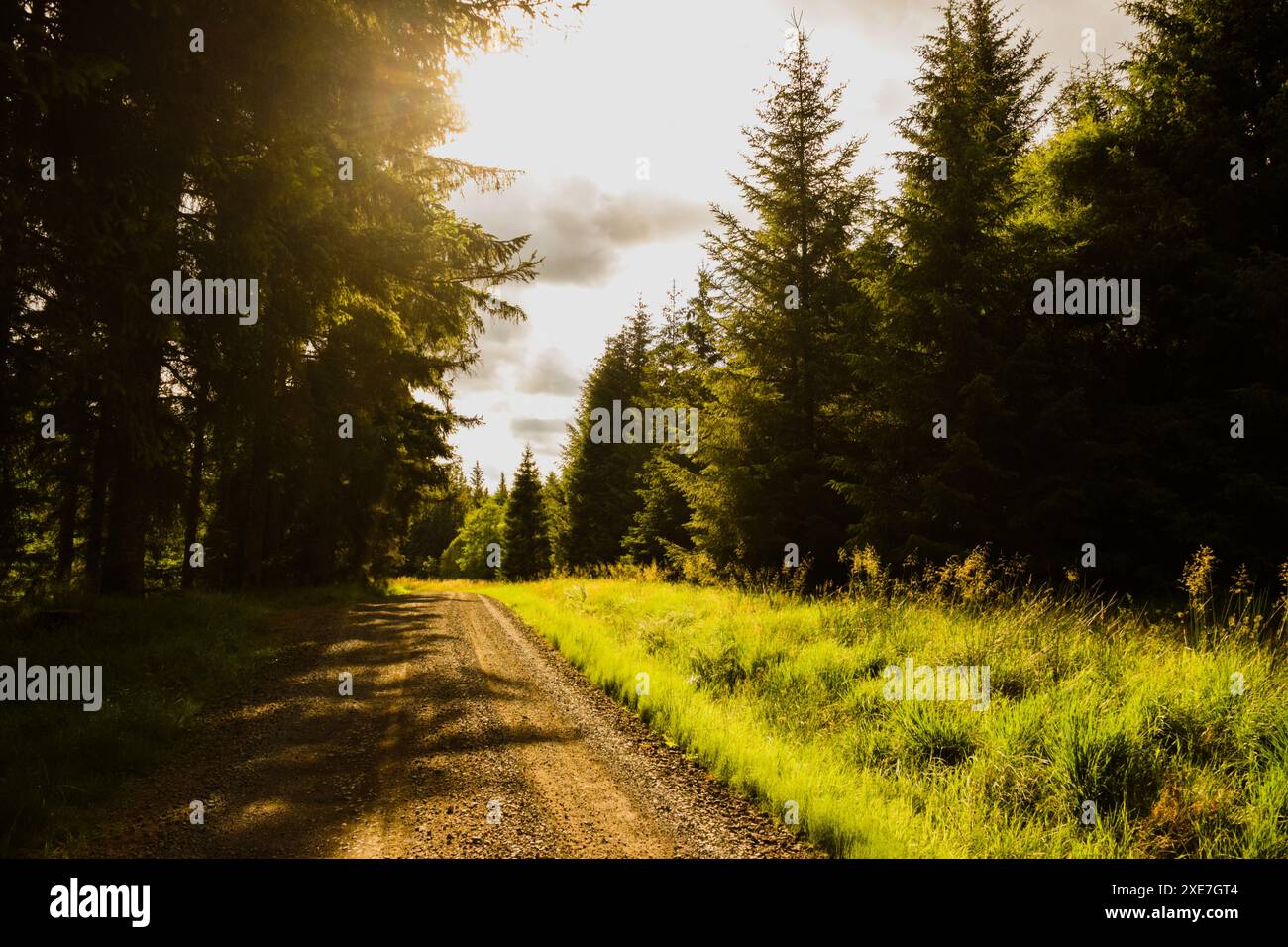 Deserted road forest road hi-res stock photography and images - Alamy