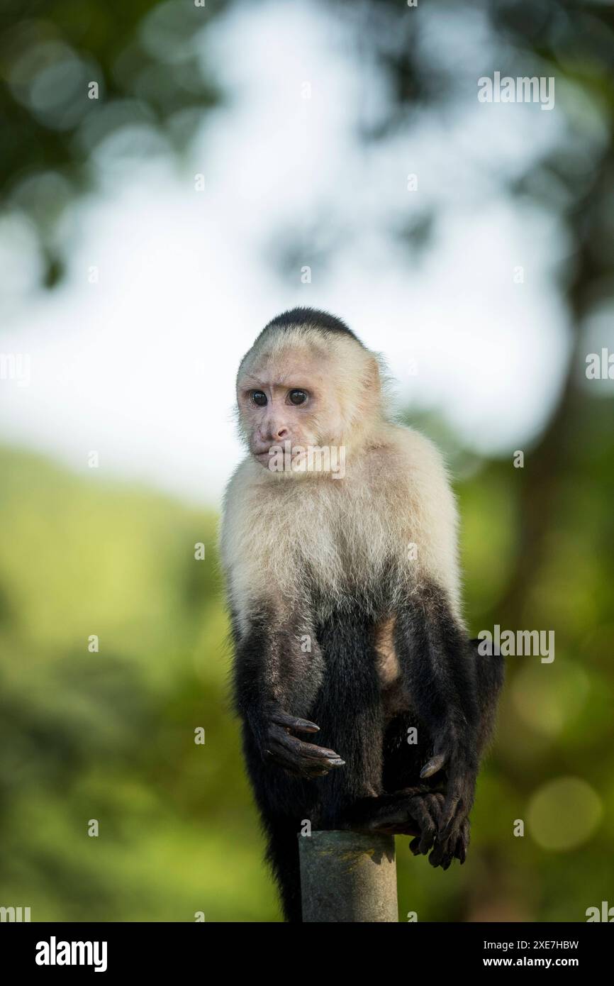 Capuchin Monkeys at Manuel Antonio Beach, Manuel Antonio National Park ...