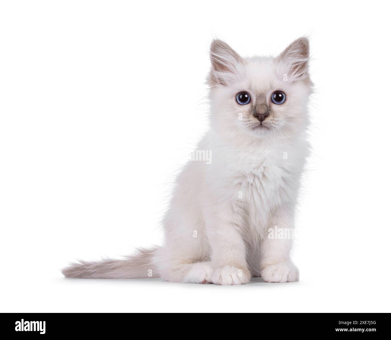 Cute Sacred Birman cat kitten, sitting up facing front. Looking towards ...