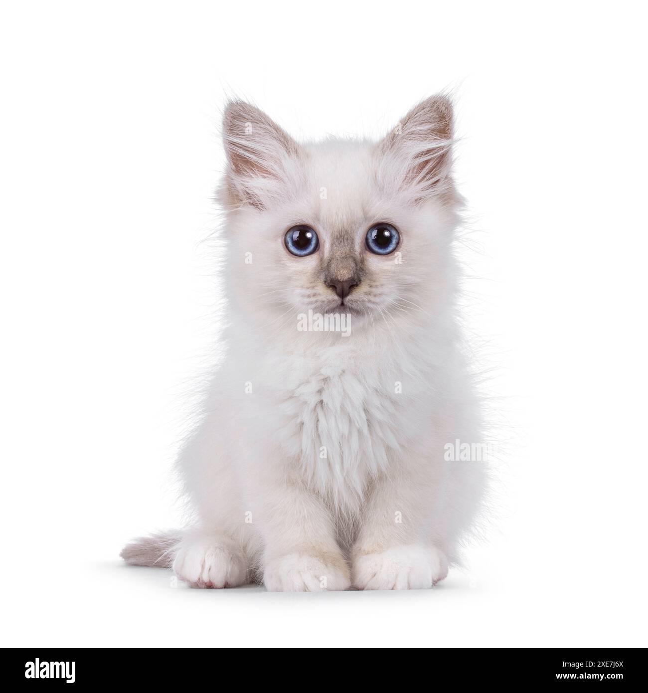 Cute Sacred Birman cat kitten, sitting up facing front. Looking towards ...