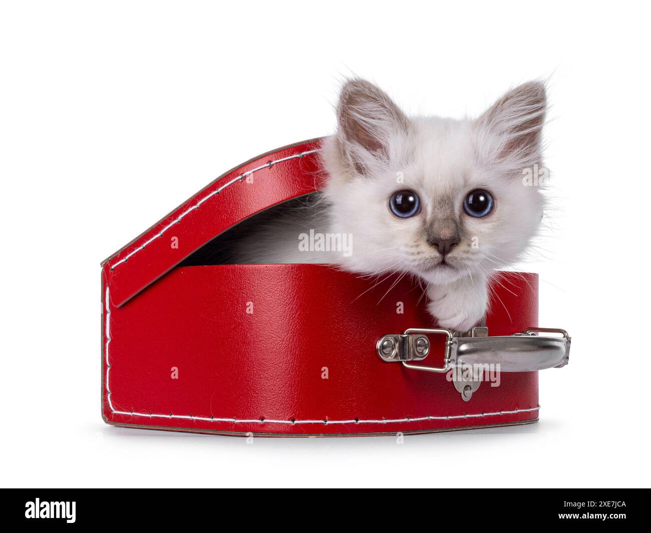 Cute Sacred Birman cat kitten, climbing out of red suitcase. Looking ...