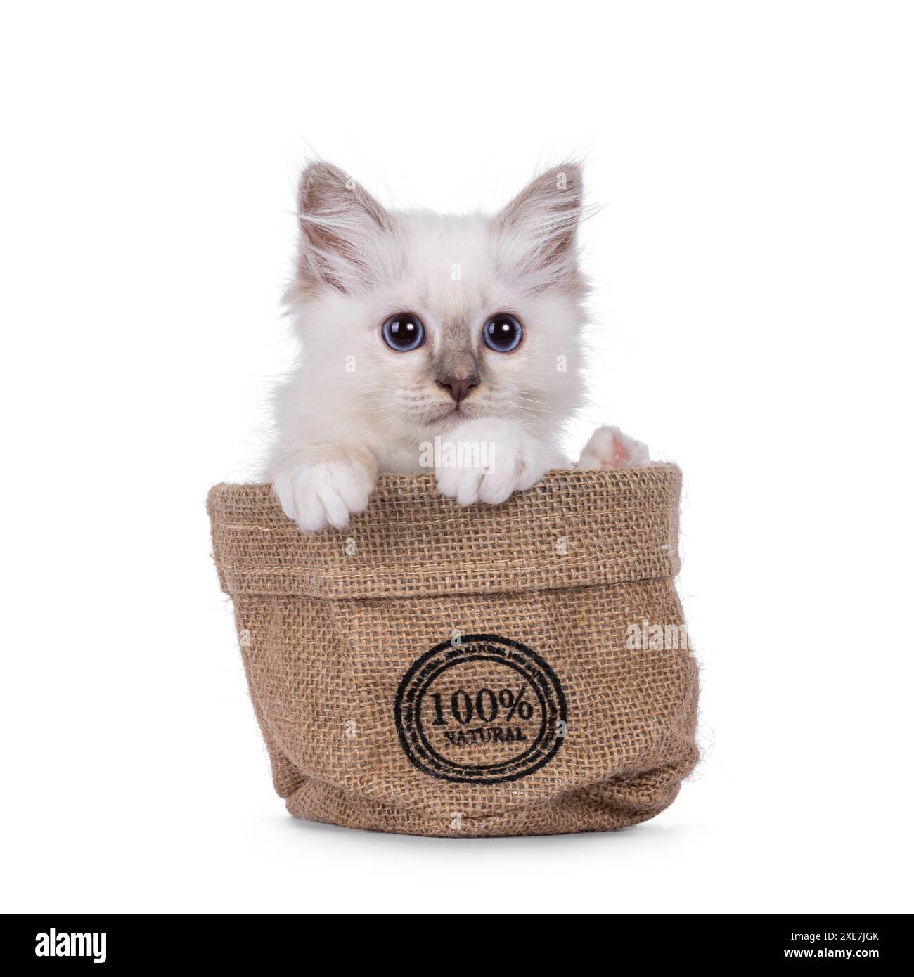Cute Sacred Birman cat kitten, sitting in a jute bag. Looking beside ...