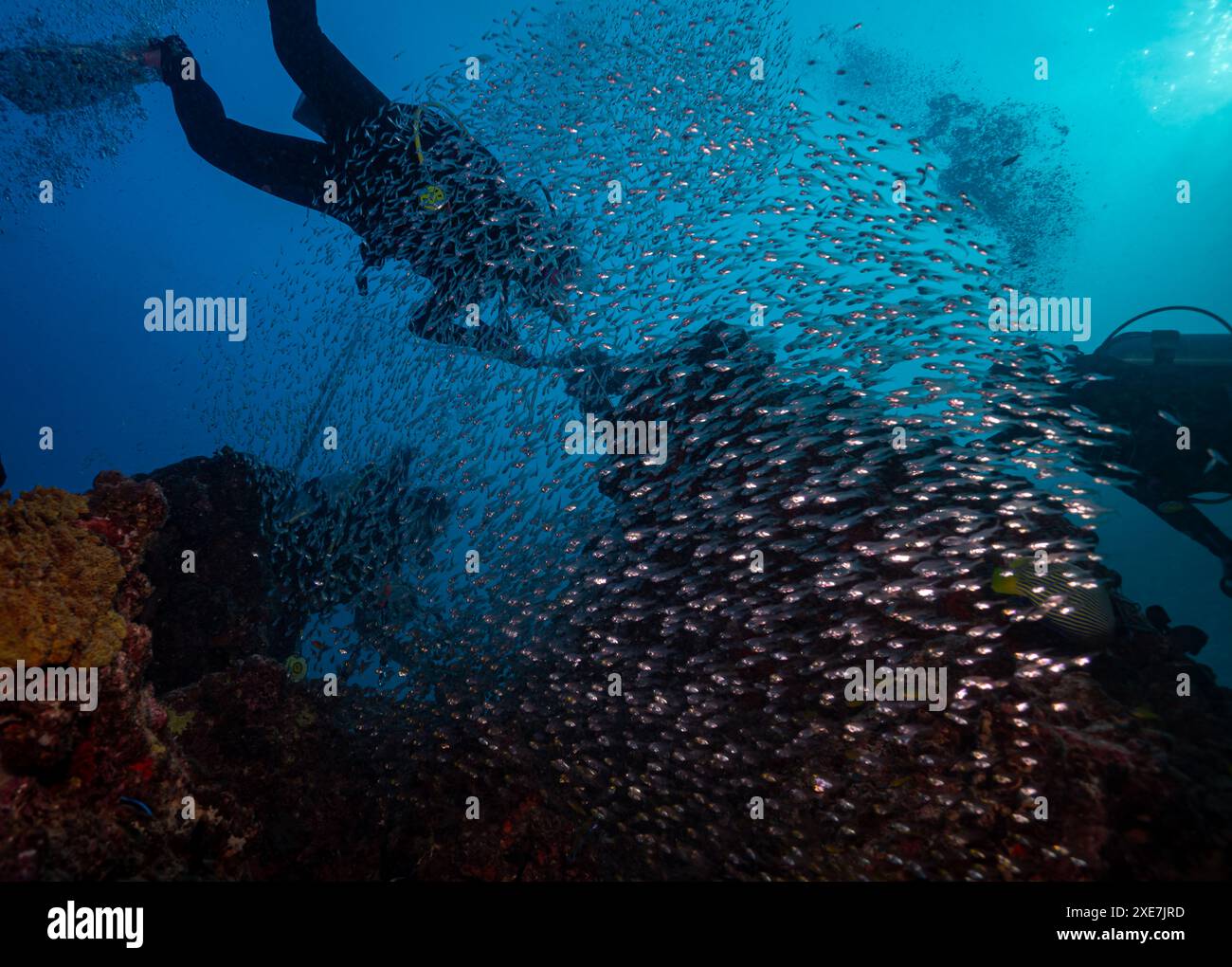 Hidden Diver behind the fish Stock Photo - Alamy