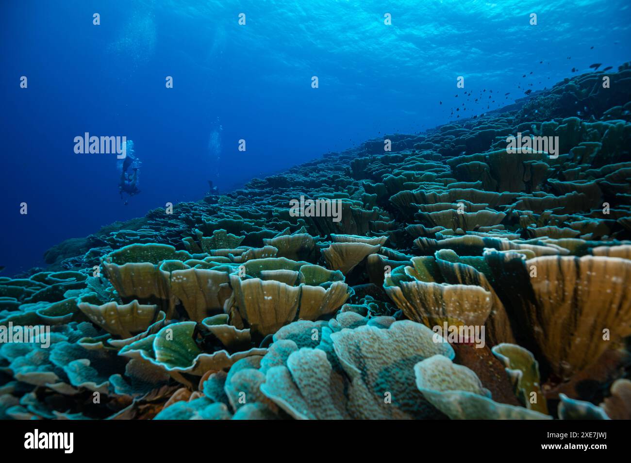 Stack of Hard Coral Stock Photo - Alamy