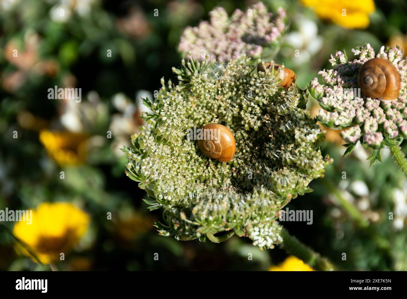 flora of the algarve region, portugal Stock Photo - Alamy