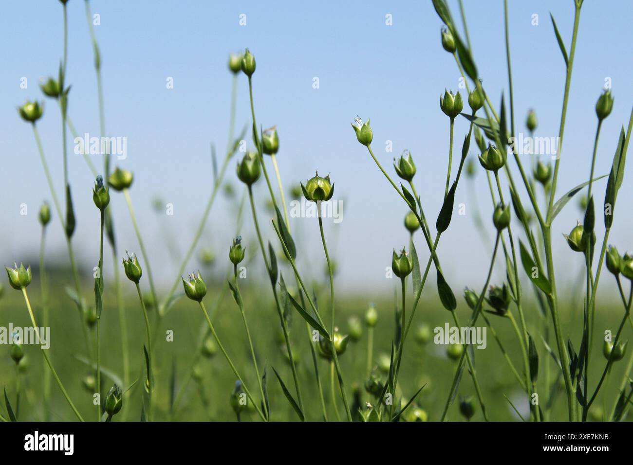 green flax plants with seeds closeup in a field in the dutch ...