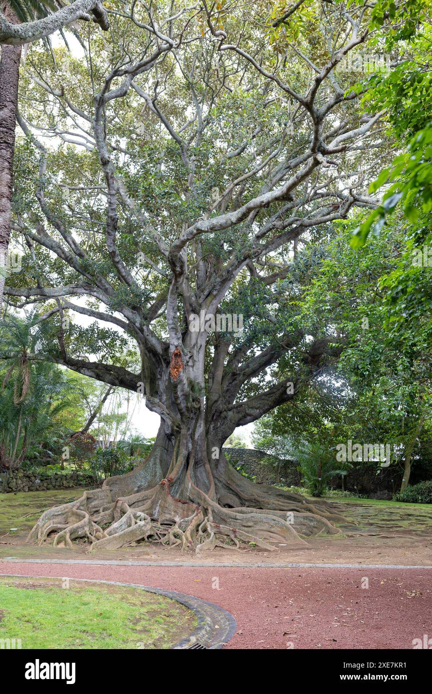 Ficus benjamina tree roots hi-res stock photography and images - Alamy