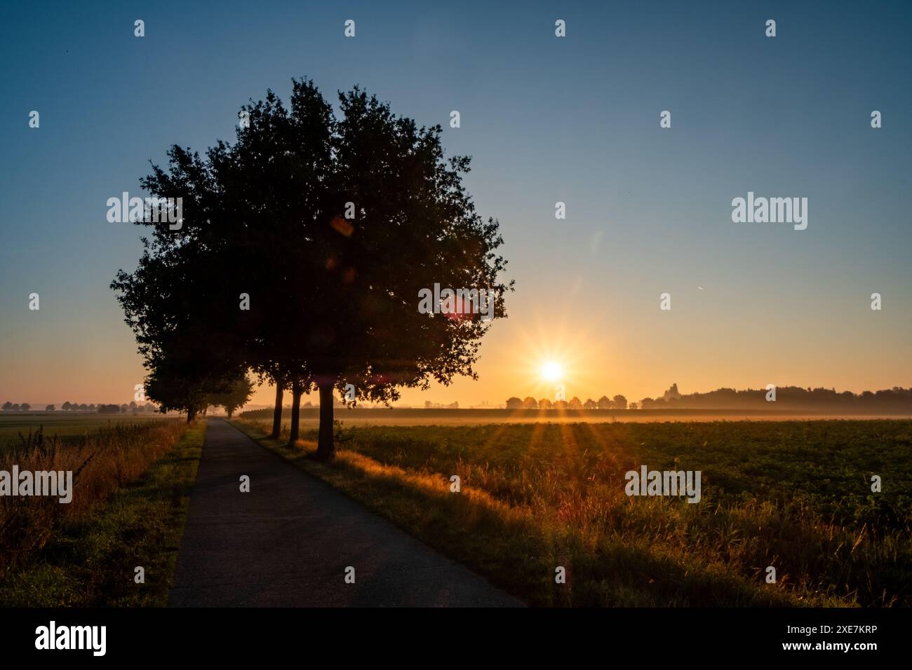Golden sun light on trees hi-res stock photography and images - Alamy