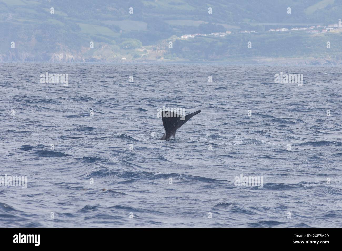 A whale is swimming in the ocean with its tail flapping Stock Photo - Alamy