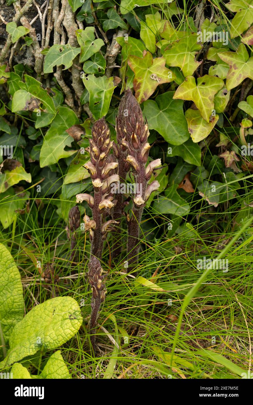 Ivy Broomrape (Orobanche hederae) parasitic on Ivy. Cornwall, UK Stock ...