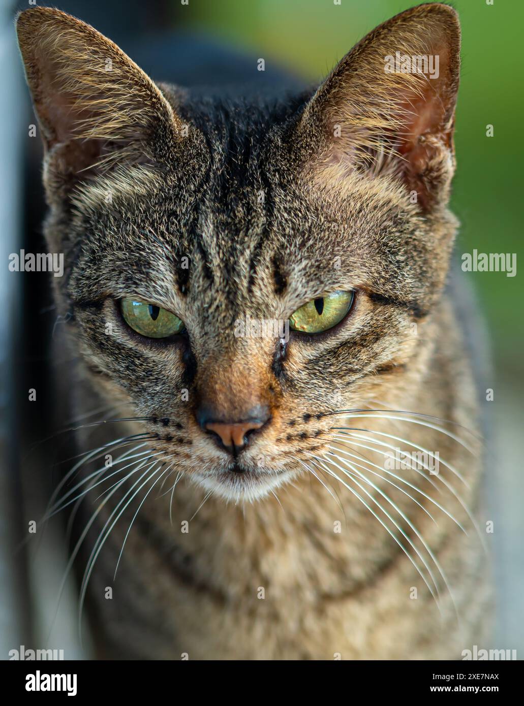 Wide angle photography cat hi-res stock photography and images - Alamy