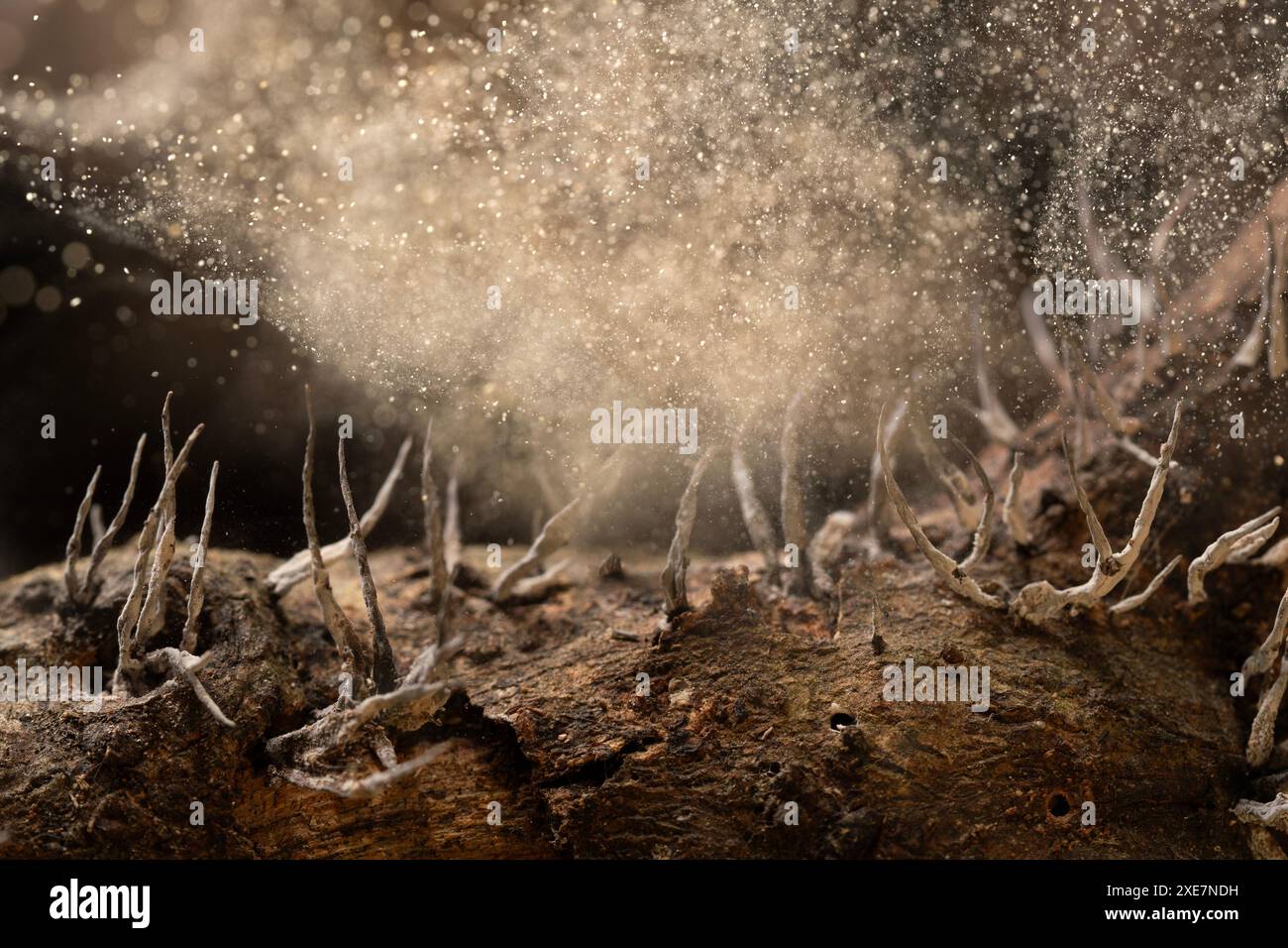 The fungus is releasing spores in the Tropical rainforest Stock Photo ...