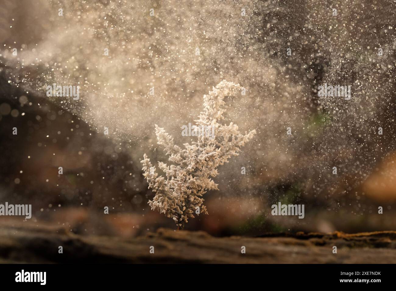 The fungus is releasing spores in the Tropical rainforest Stock Photo ...
