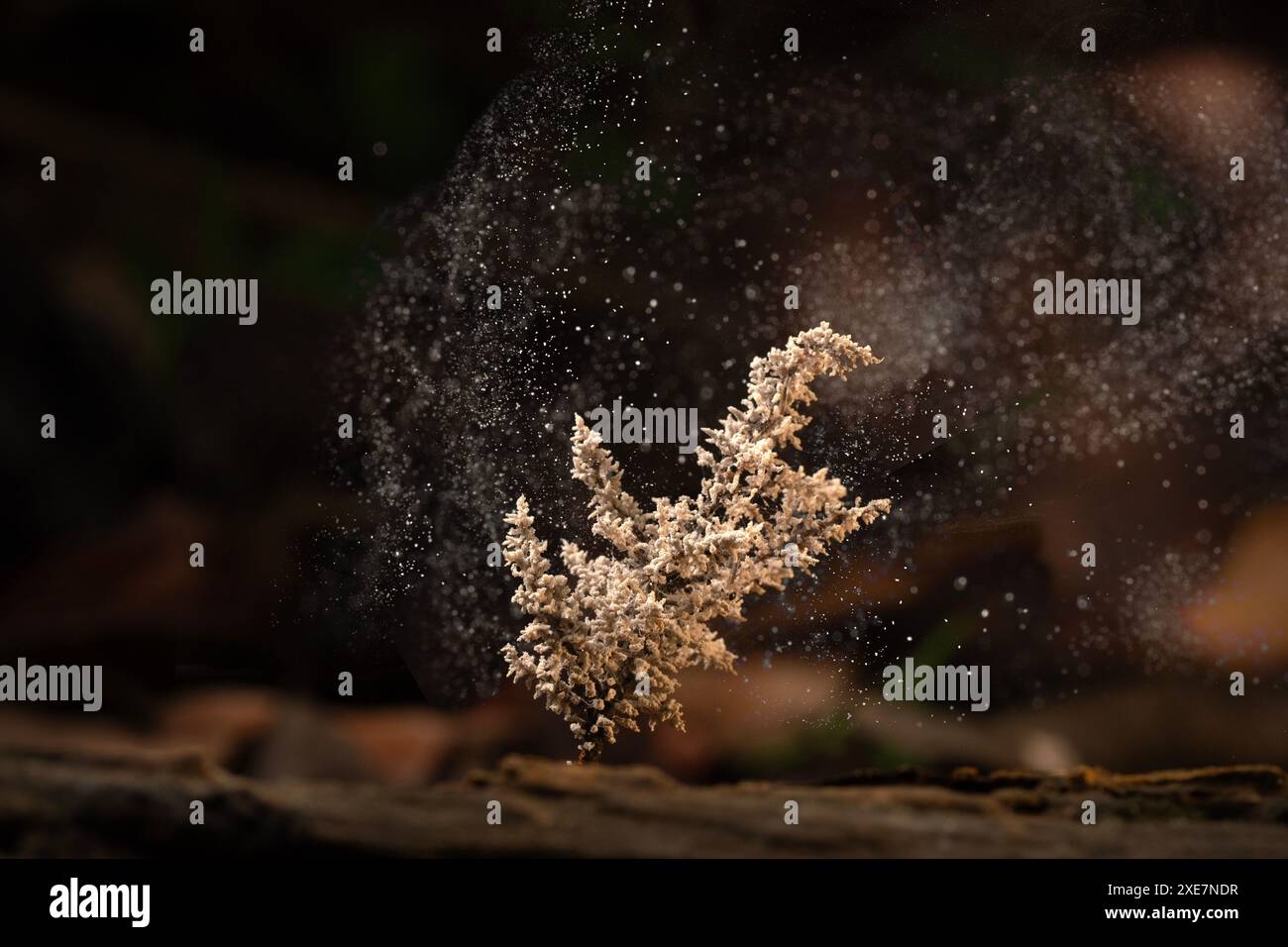 The fungus is releasing spores in the Tropical rainforest Stock Photo ...