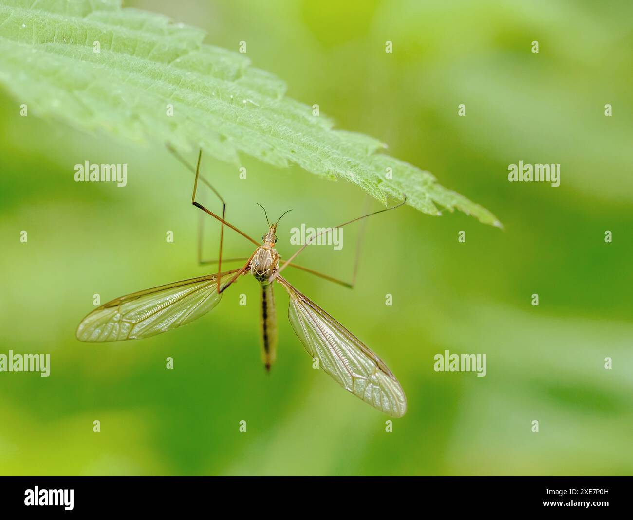 Cranefly tipula vernalis hi-res stock photography and images - Alamy