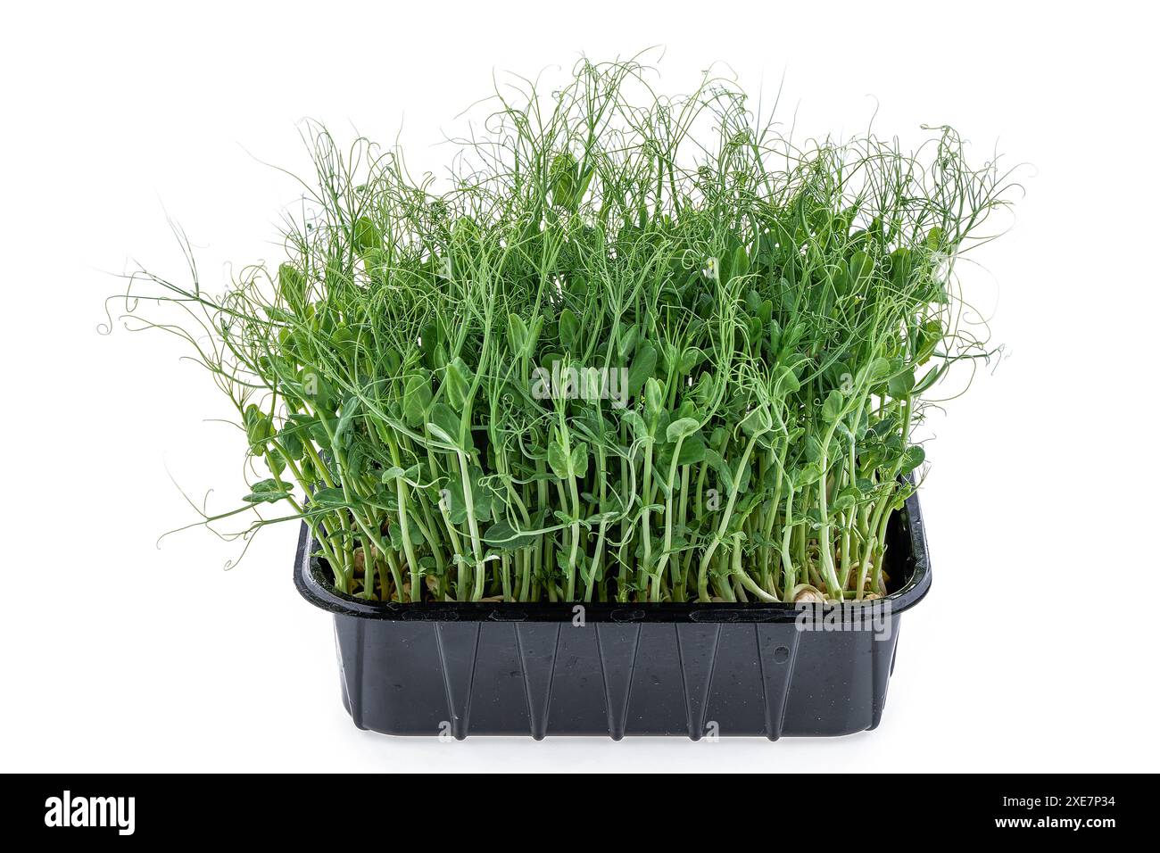 Pea shoots, microgreen in black tray on white background.1 Stock Photo ...