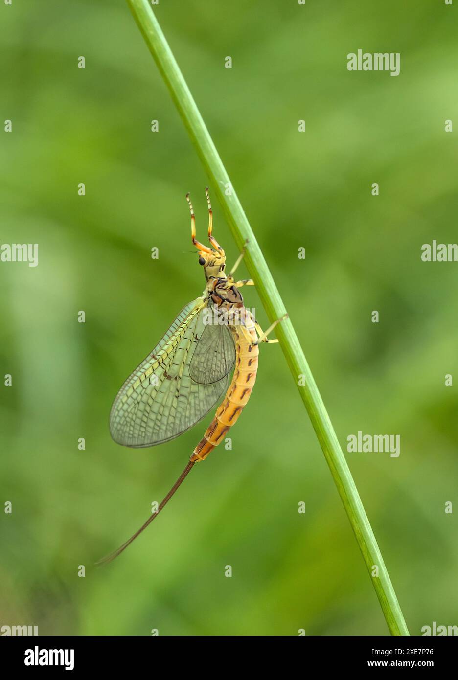 Large mayfly 'Ephemera danica' Stock Photo - Alamy
