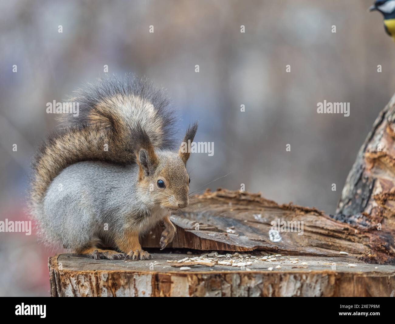 A squirrel sits on a stump and eats nuts in autumn. Eurasian red ...