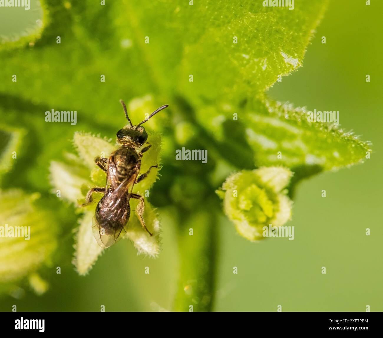 Mining bees andrena hi-res stock photography and images - Alamy