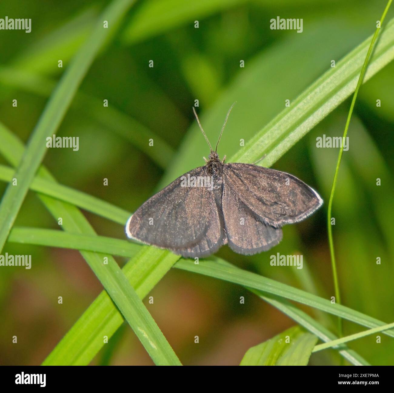 Black peeper 'Odezia atrata' Stock Photo - Alamy
