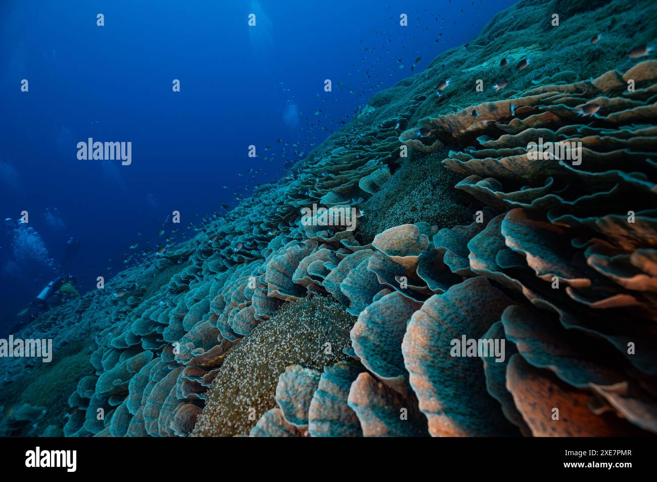 View of Coral Reef Stock Photo - Alamy