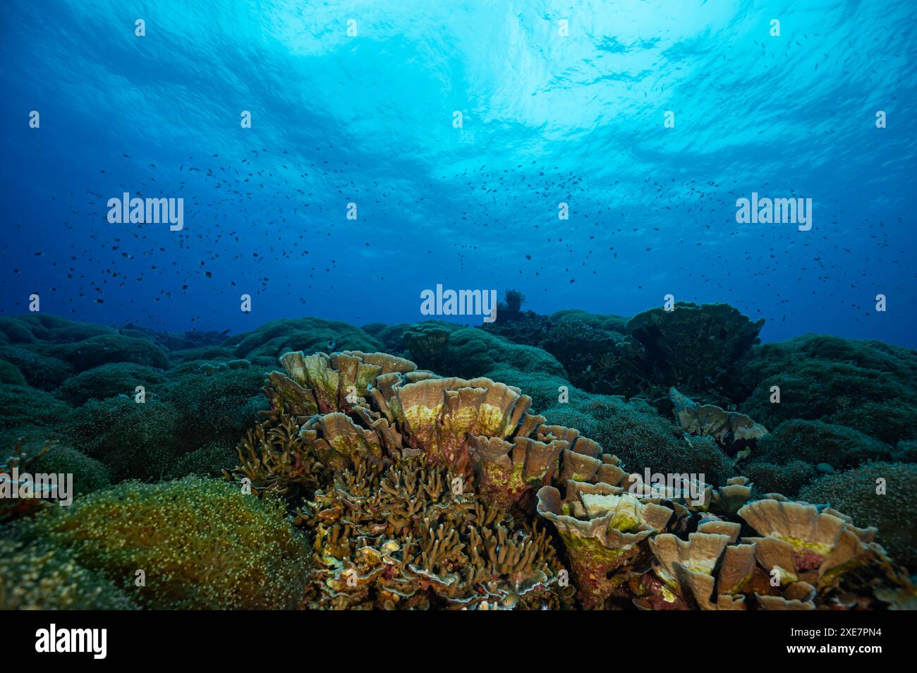 The discovery of coral hi-res stock photography and images - Alamy