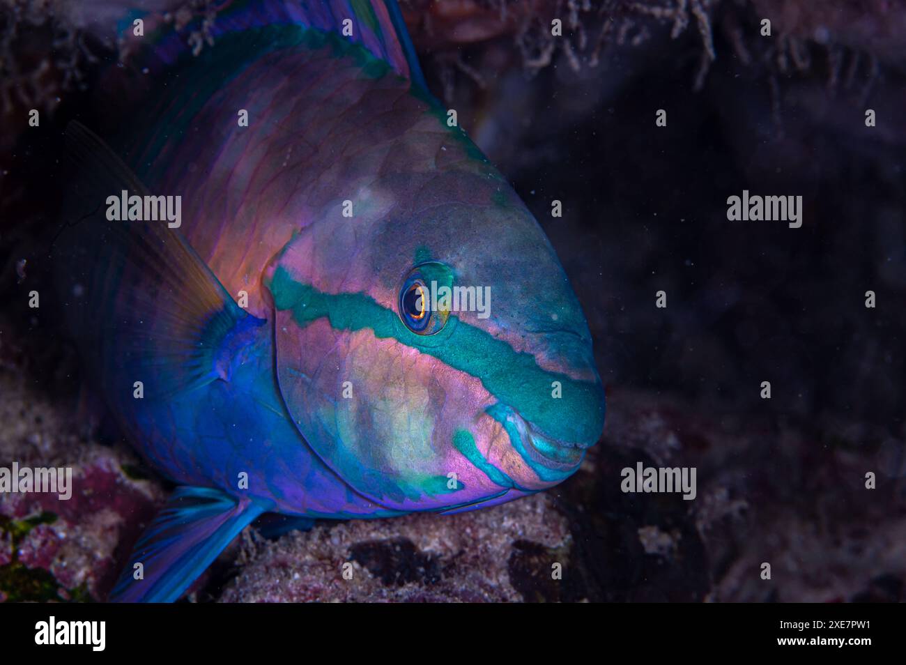 Beach life and fish hi-res stock photography and images - Alamy