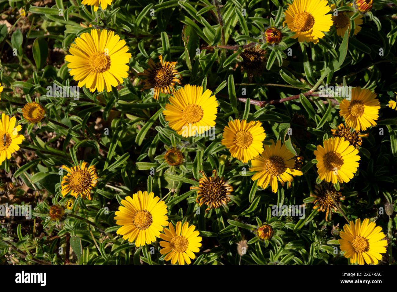 flora of the algarve region, portugal Stock Photo - Alamy