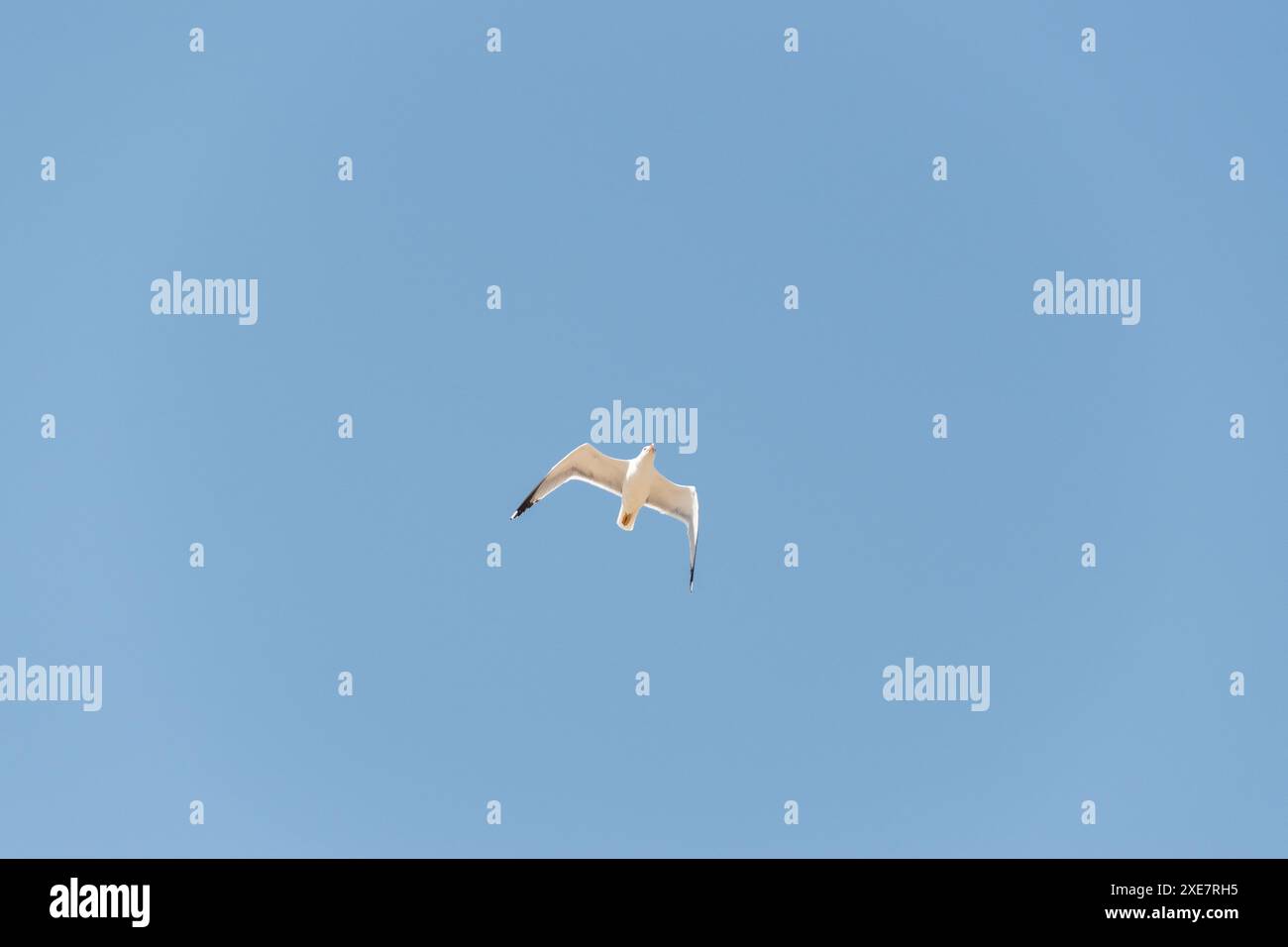 Gaviota volando con cielo azul hi-res stock photography and images - Alamy