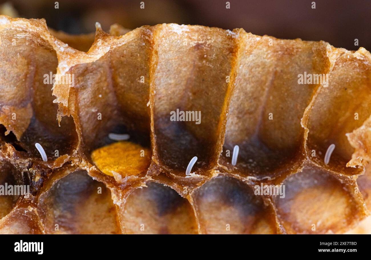 A cross section of comb showing honey bee eggs standing up Stock Photo ...