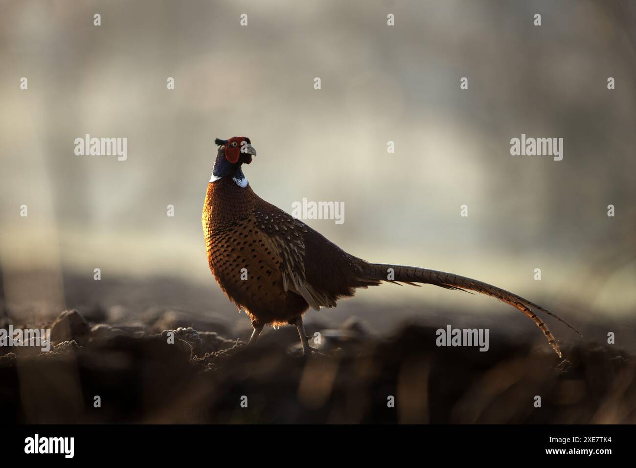 Common pheasant during spring mating. Male of pheasant on the meadow Stock Photo - Alamy