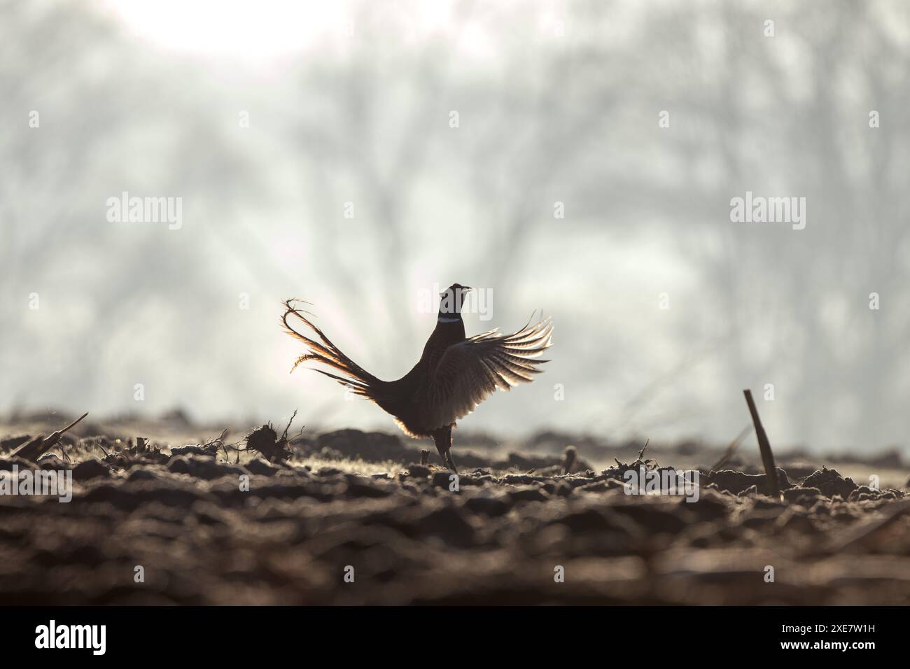 Common pheasant during spring mating. Male of pheasant on the meadow ...