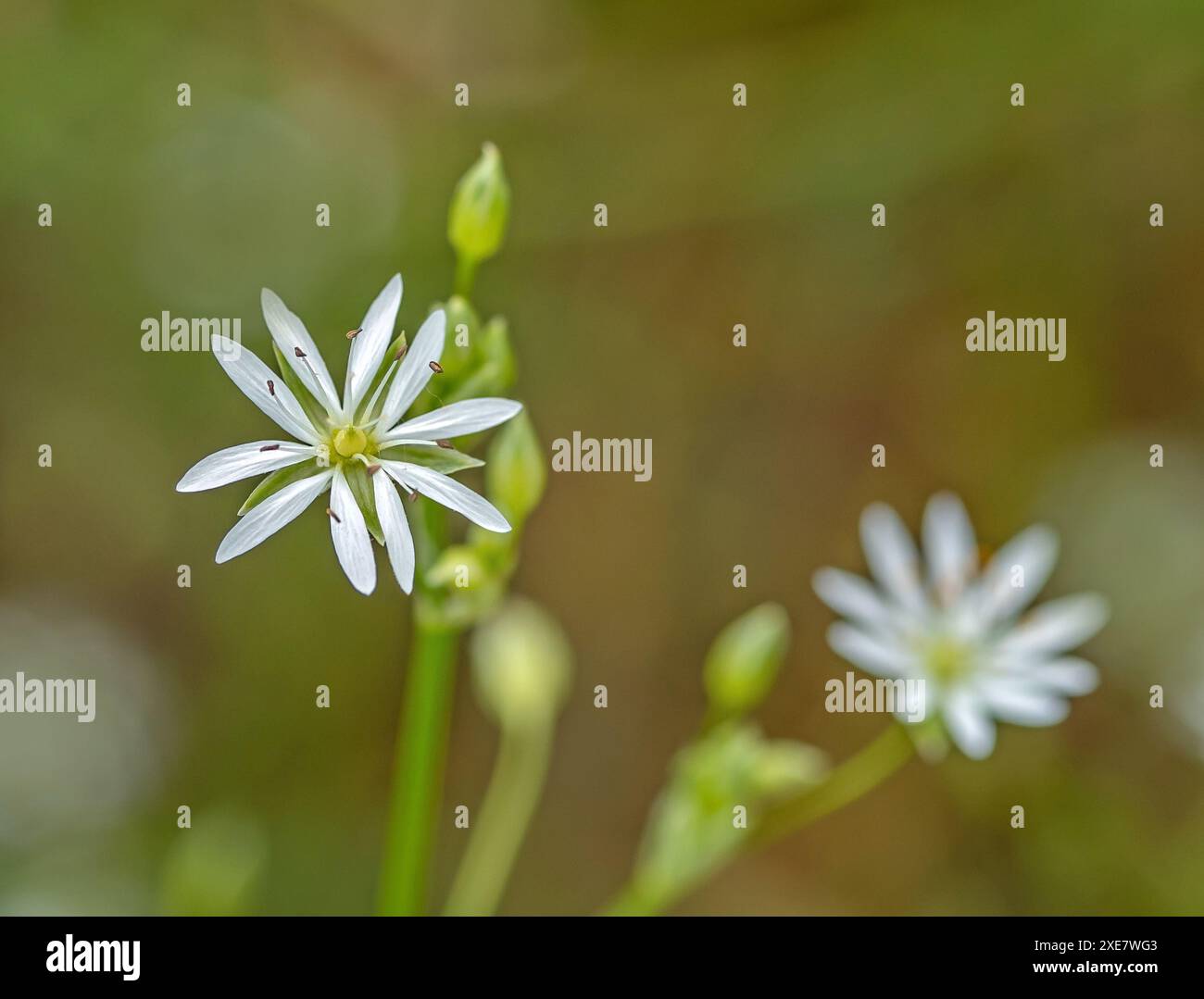 Little starwort stellaria hi-res stock photography and images - Alamy