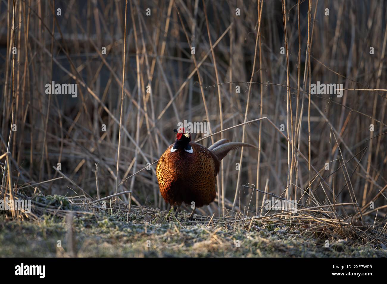 Common pheasant during spring mating. Male of pheasant on the meadow ...