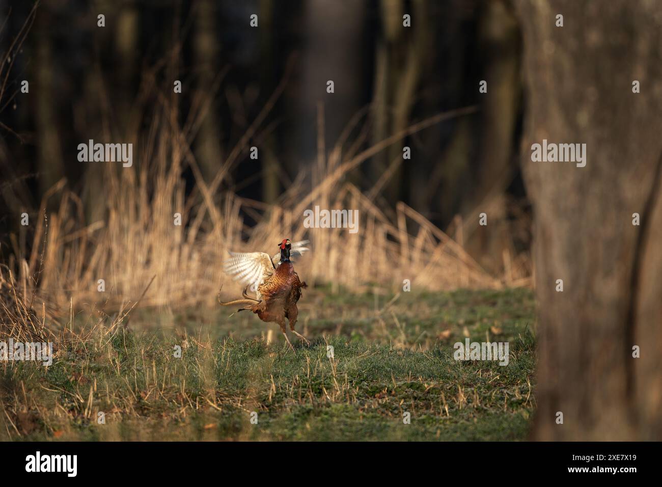 Common pheasant during spring mating. Male of pheasant on the meadow ...