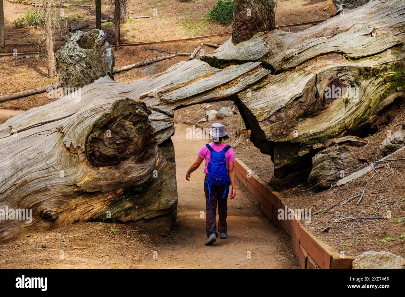 Park visitor hikes through cut out of fallen Giant Sequoia tree ...