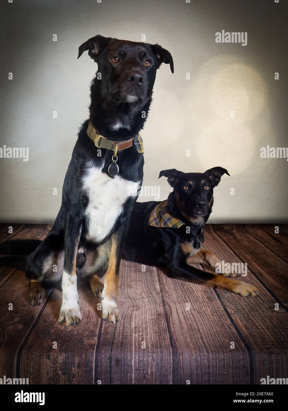Studio portrait of two dogs Stock Photo - Alamy