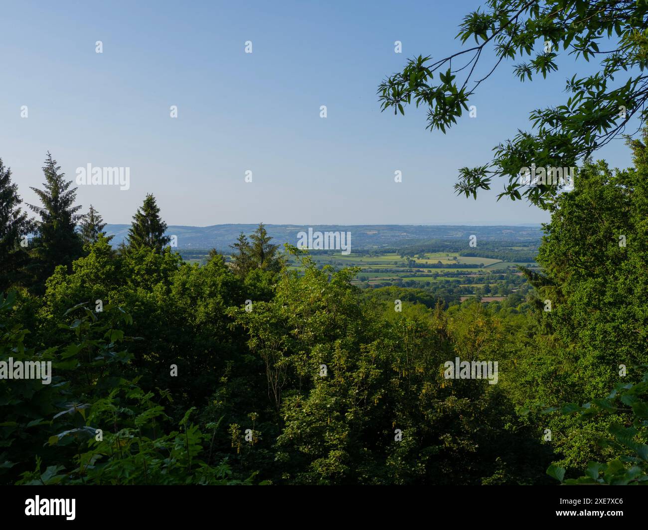 Great view forest from hi-res stock photography and images - Alamy