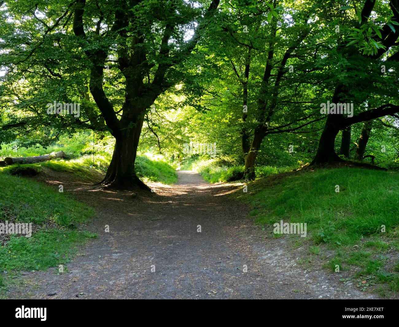 footpath around Castle Neroche, Blackdown Hills, Somerset, UK Stock ...