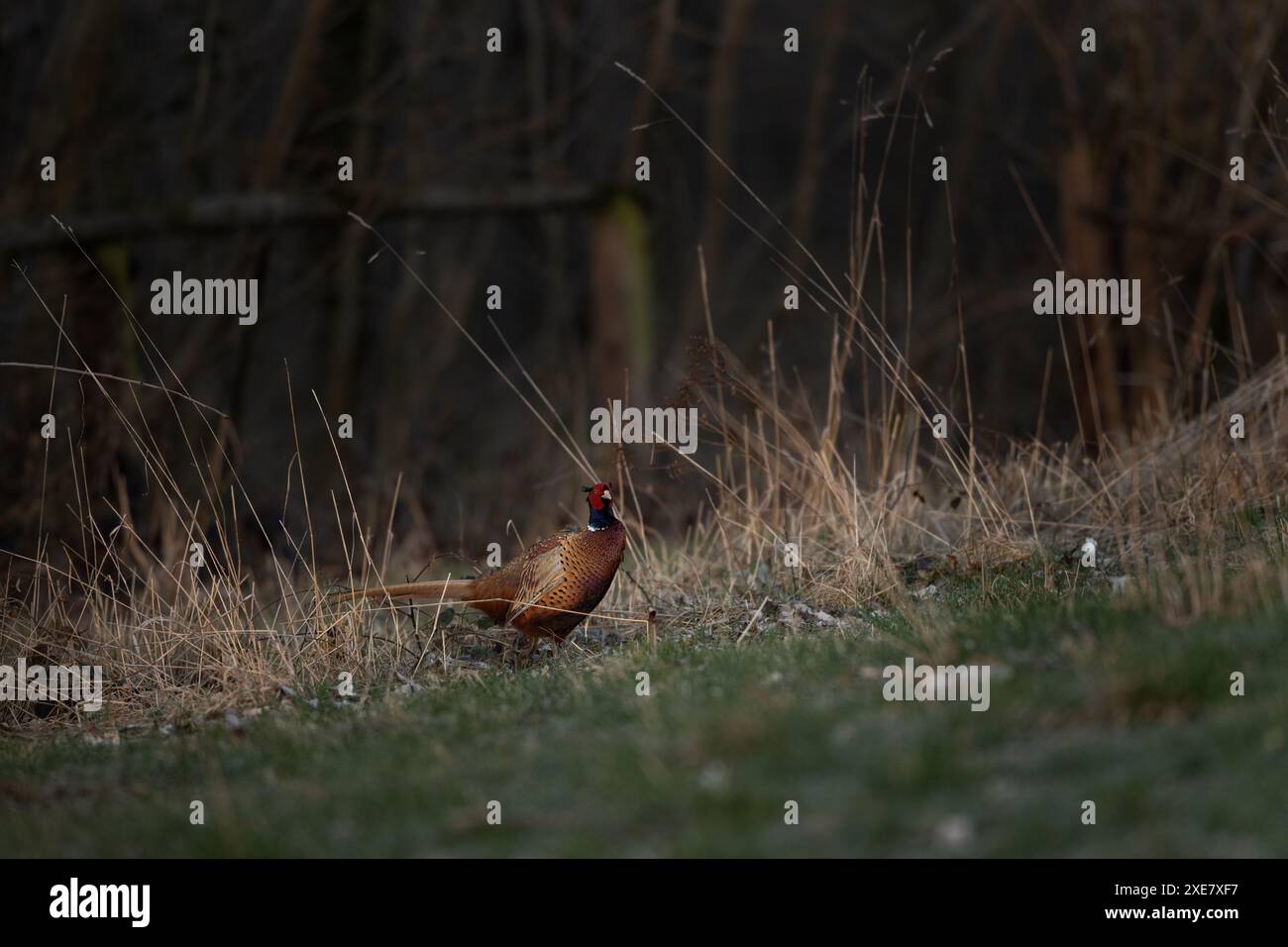 Common pheasant during spring mating. Male of pheasant on the meadow Stock Photo - Alamy