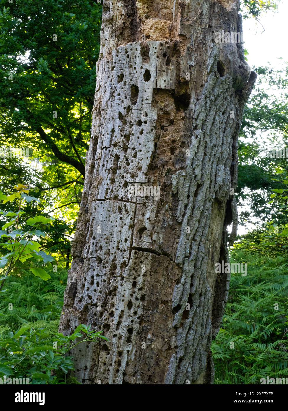 Woodpecker damaged tree, Somerset, UK Stock Photo - Alamy