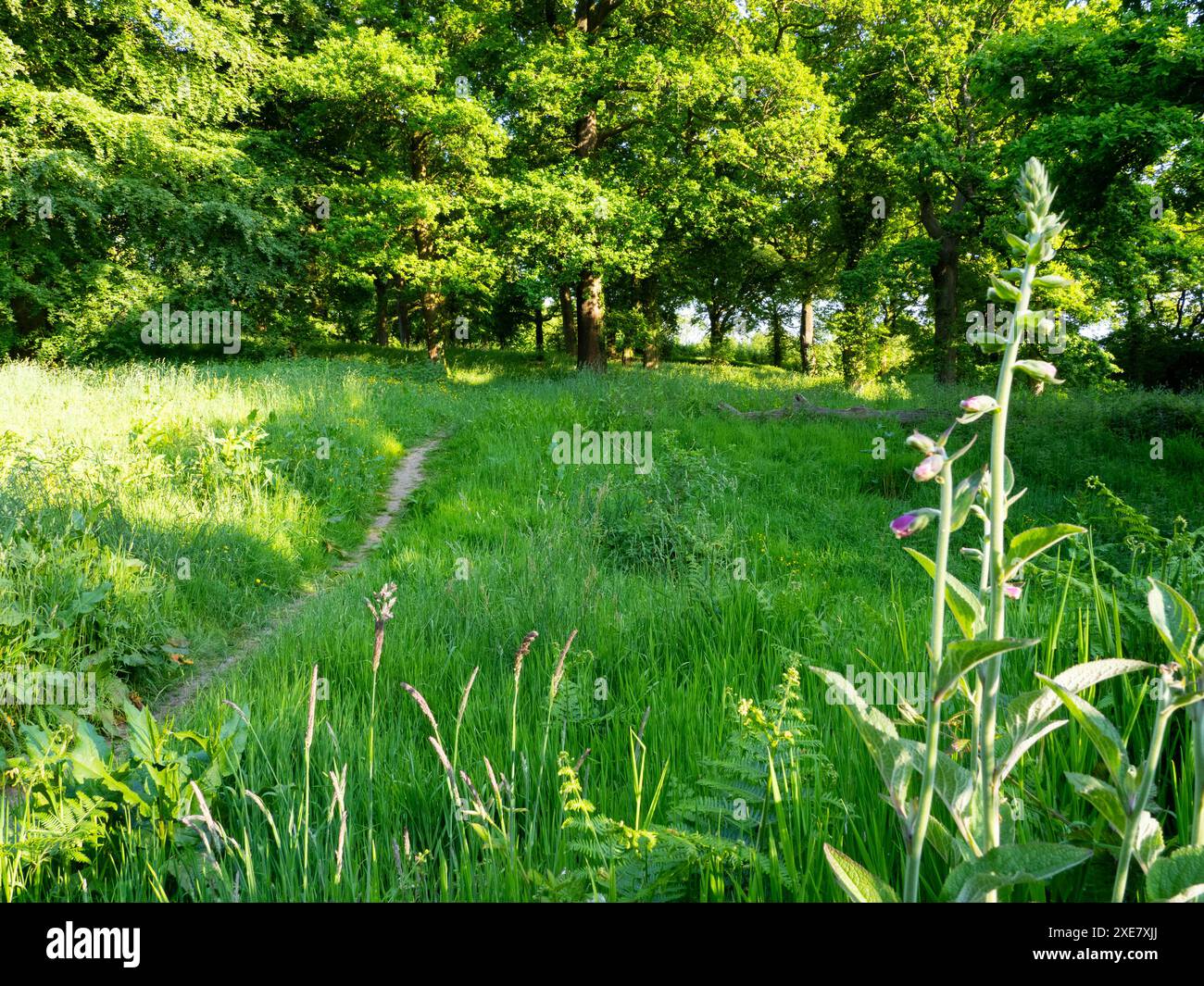 Castle Neroche, prehistoric Iron Age hill fort, Blackdown Hills ...